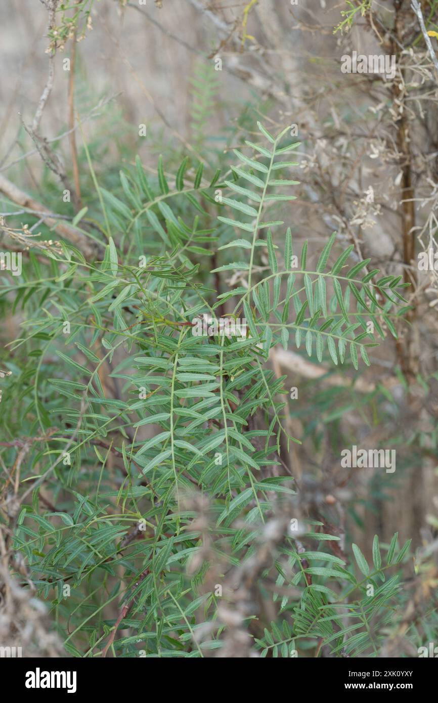Peruvian Pepper Tree (Schinus molle) Plantae Stock Photo - Alamy
