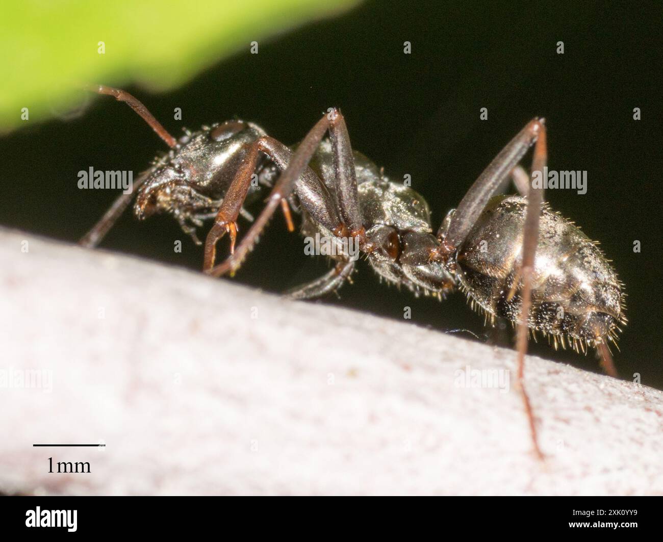 Wood, Mound, and Field Ants (Formica) Insecta Stock Photo - Alamy