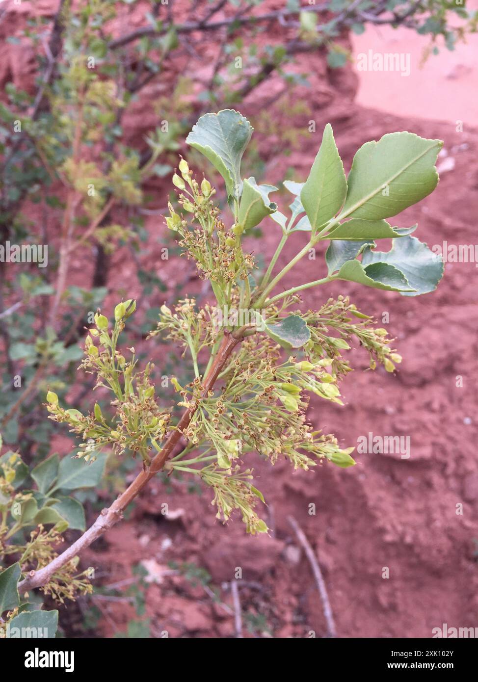single-leaf ash (Fraxinus anomala) Plantae Stock Photo - Alamy