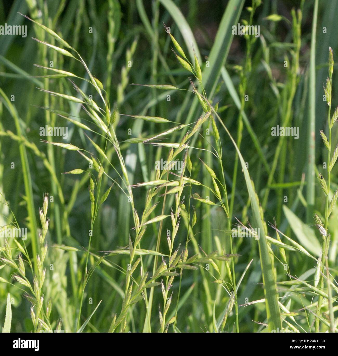 grasses (Poaceae) Plantae Stock Photo - Alamy
