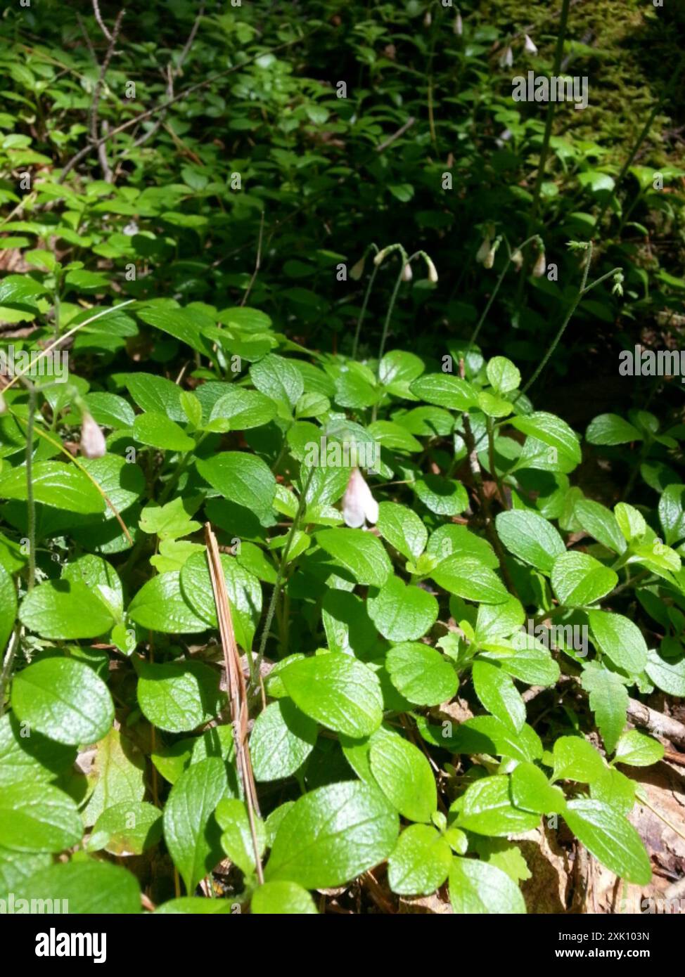 Twinflower (Linnaea borealis) Plantae Stock Photo - Alamy