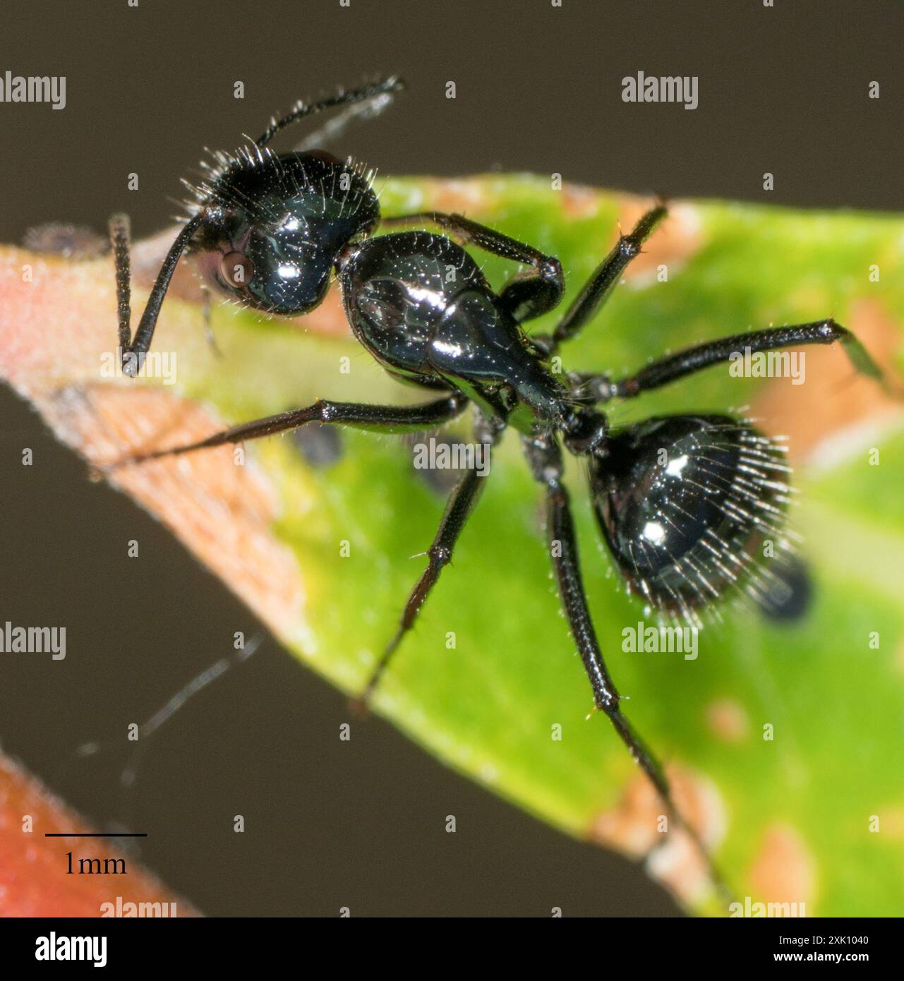 Hairy Smooth Carpenter Ant (Camponotus laevissimus) Insecta Stock Photo ...