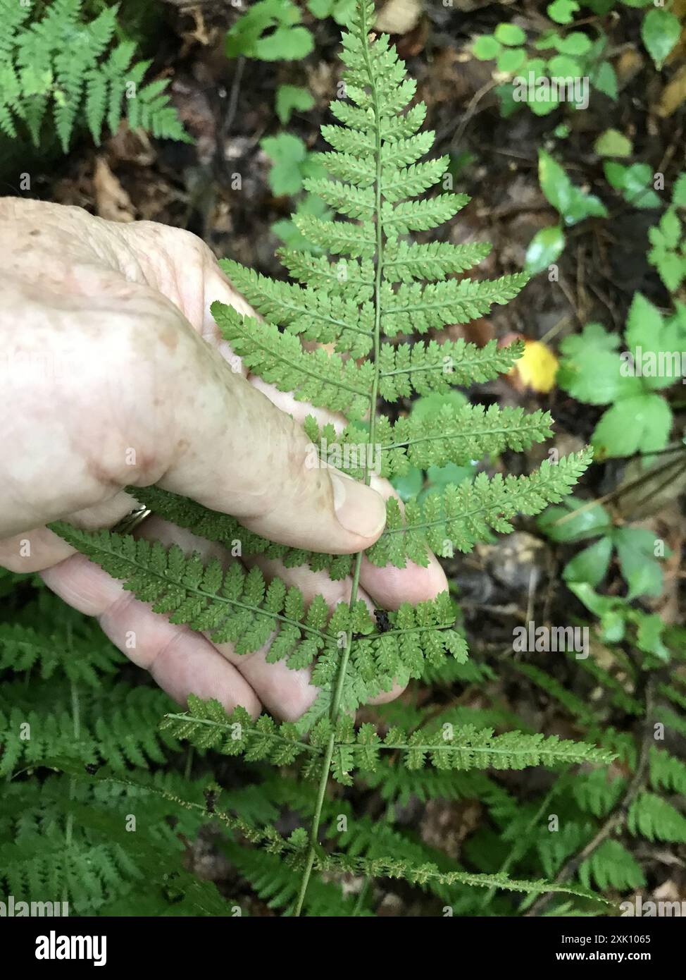 intermediate wood fern (Dryopteris intermedia) Plantae Stock Photo - Alamy