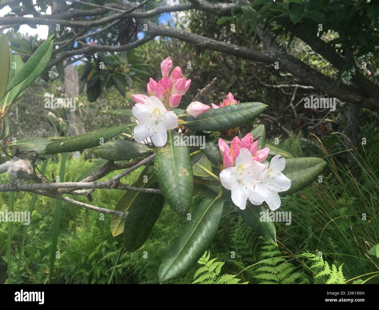 great rhododendron (Rhododendron maximum) Plantae Stock Photo - Alamy