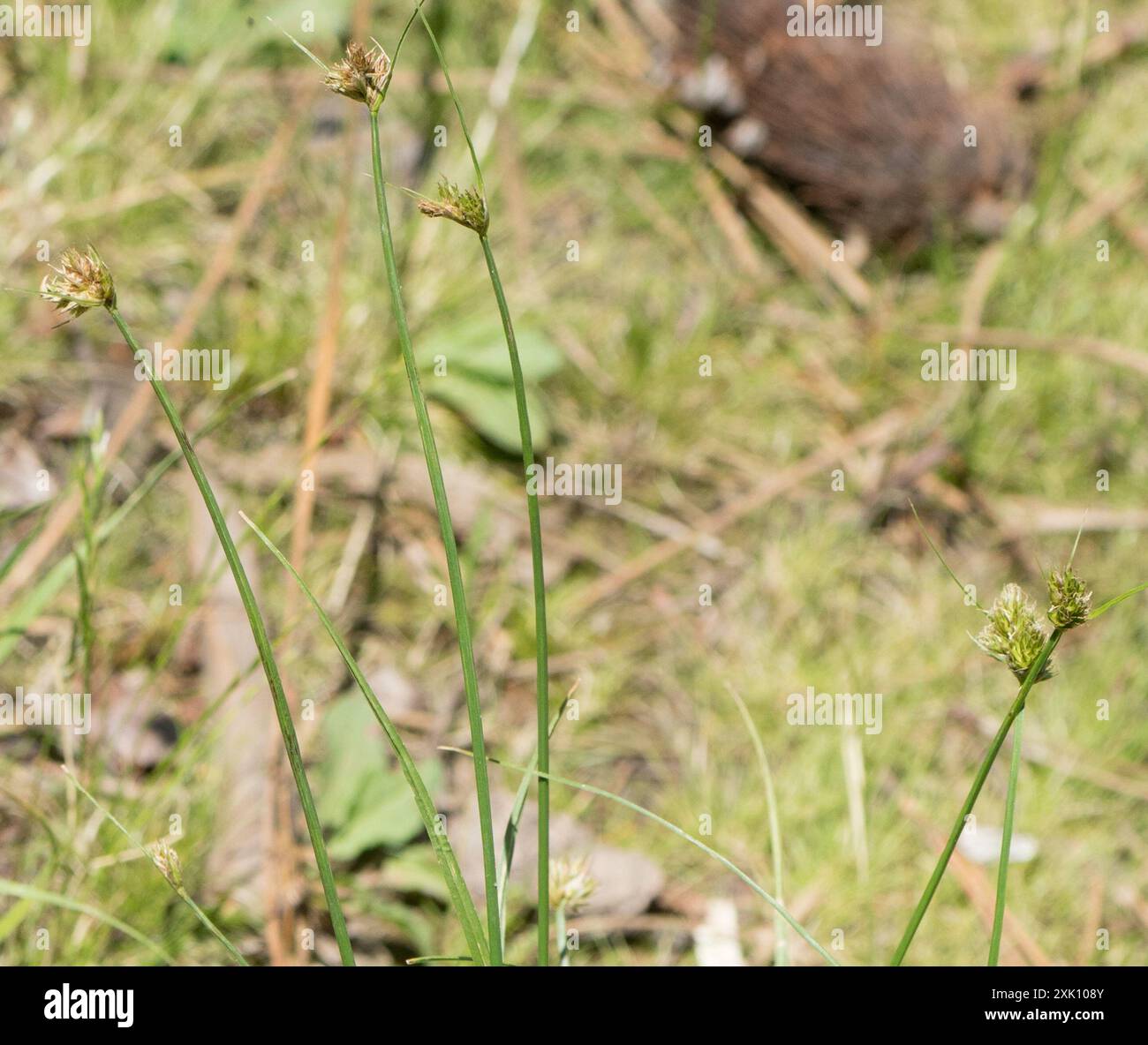 monocots (Liliopsida) Plantae Stock Photo - Alamy