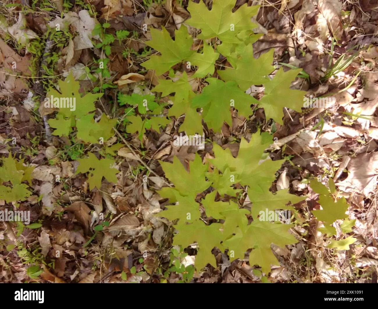 southern sugar maple (Acer floridanum) Plantae Stock Photo - Alamy