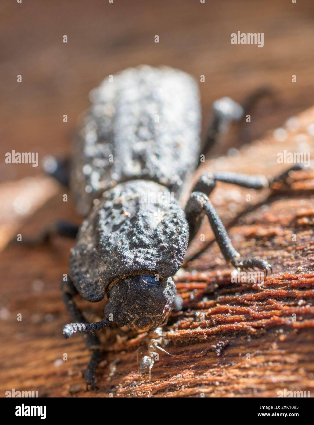 Diabolical Ironclad Beetle (Phloeodes diabolicus) Insecta Stock Photo ...