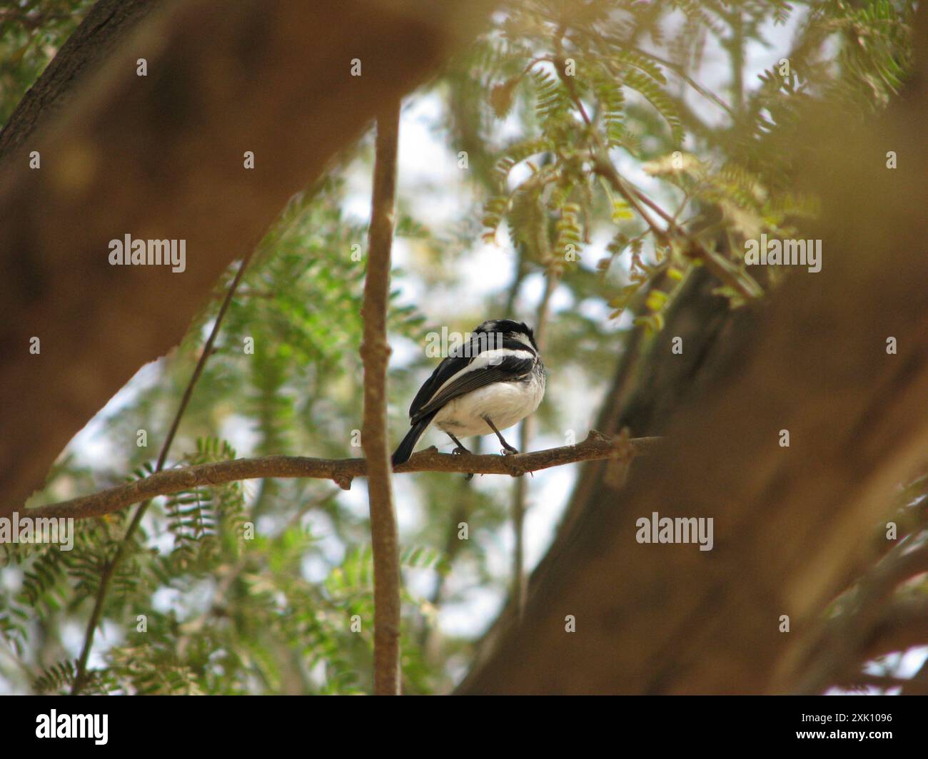 Batis senegalensis hi-res stock photography and images - Alamy