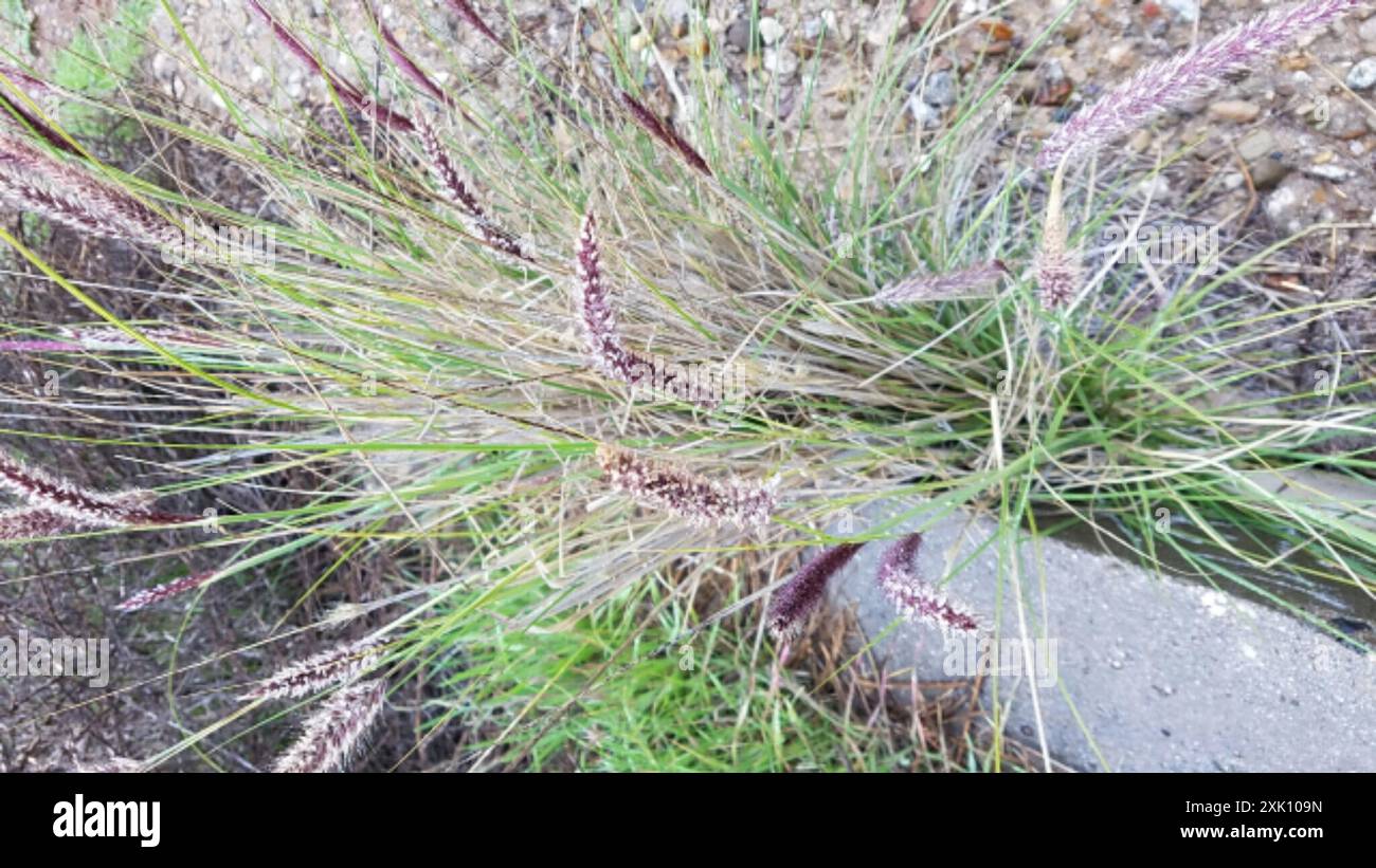 Fountain Grass (Cenchrus setaceus) Plantae Stock Photo - Alamy