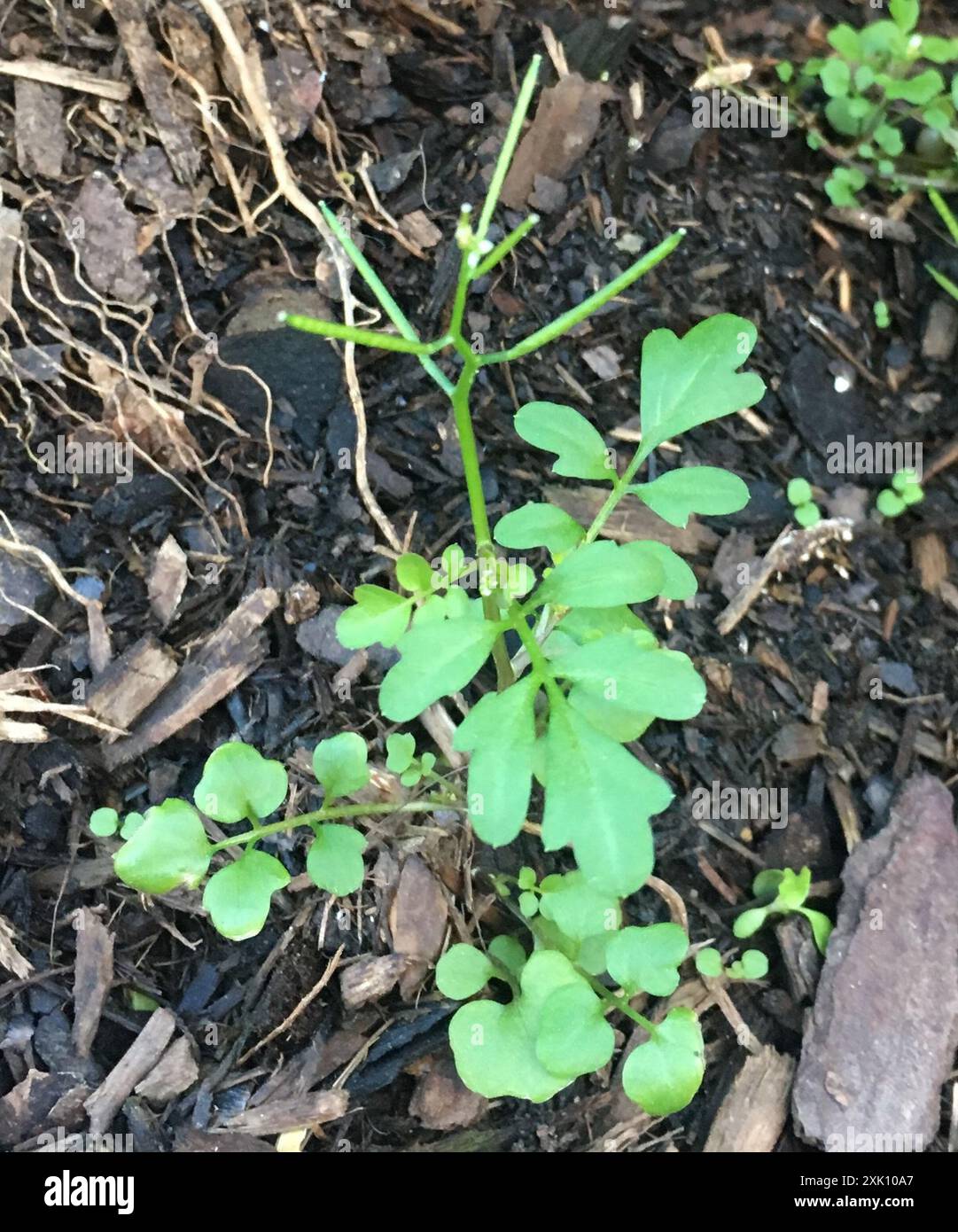Nursery bittercress (Cardamine occulta) Plantae Stock Photo - Alamy