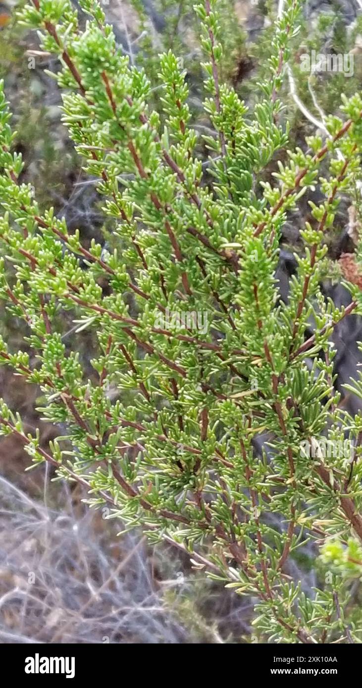 chamise (Adenostoma fasciculatum) Plantae Stock Photo - Alamy