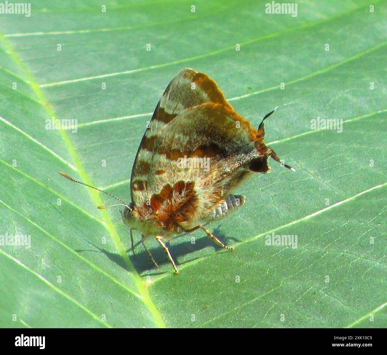 Ellida hi-res stock photography and images - Alamy