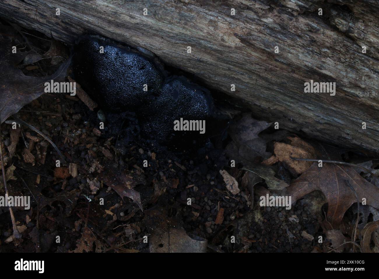 Dog's nose fungus (Camarops petersii) Fungi Stock Photo - Alamy