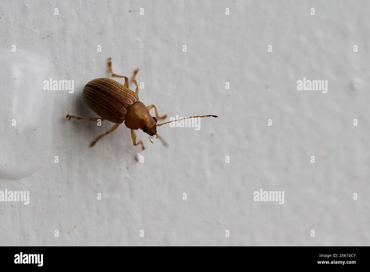 Cucujiform beetles hi-res stock photography and images - Alamy