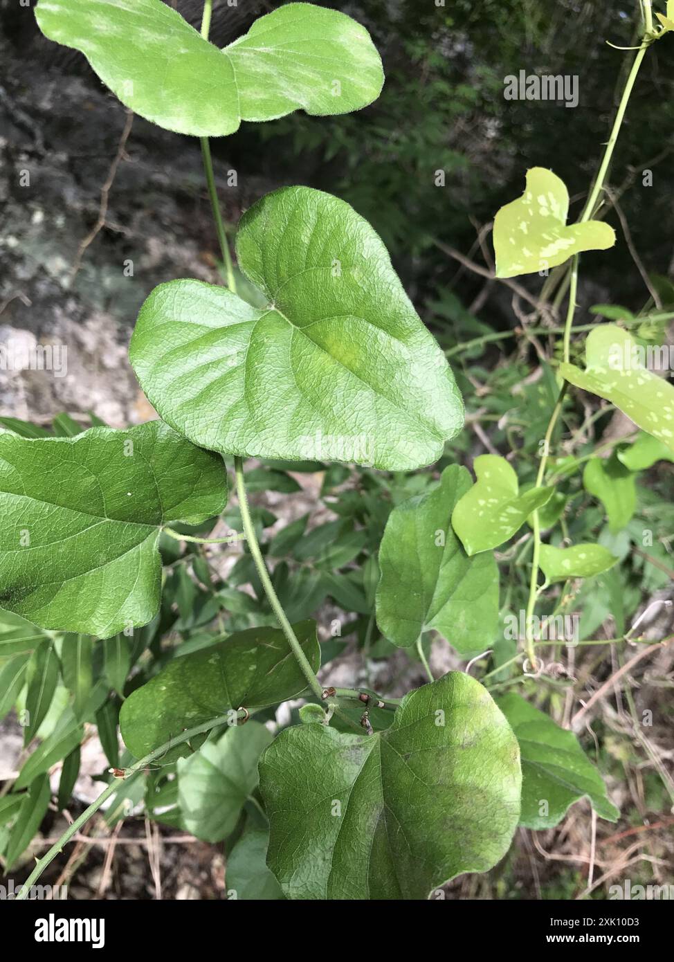 Carolina snailseed (Cocculus carolinus) Plantae Stock Photo - Alamy