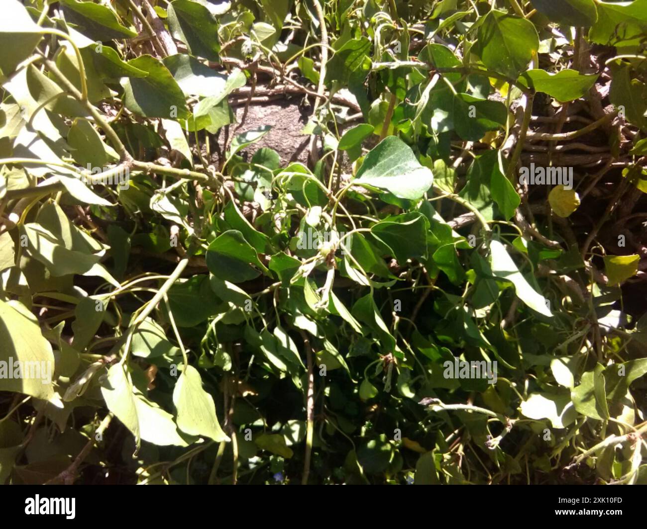 vascular plants (Tracheophyta) Plantae Stock Photo - Alamy