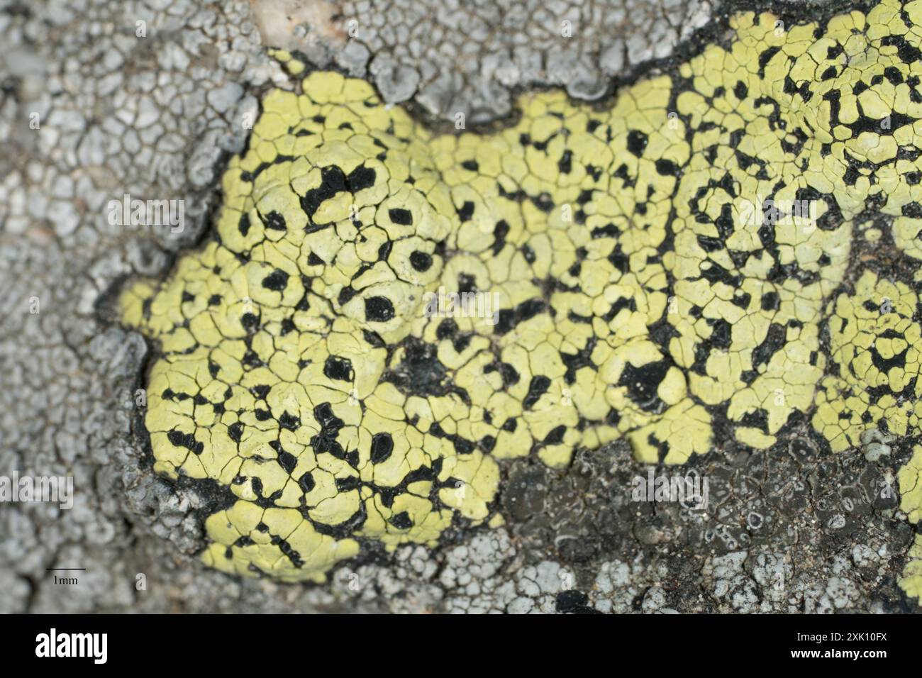 yellow map lichen (Rhizocarpon geographicum) Fungi Stock Photo - Alamy