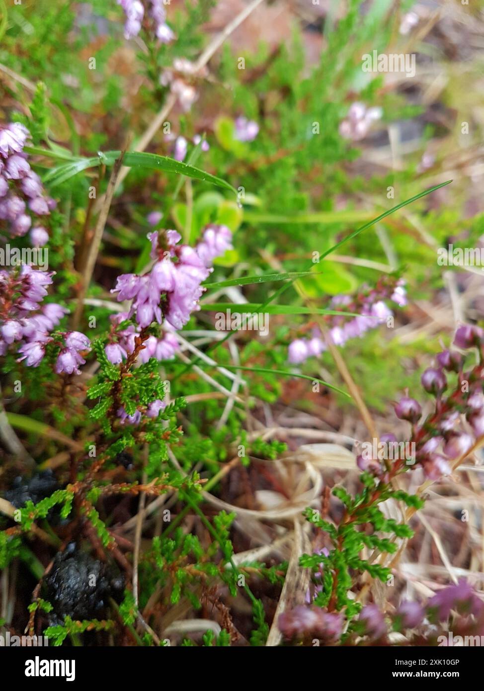common heather (Calluna vulgaris) Plantae Stock Photo - Alamy