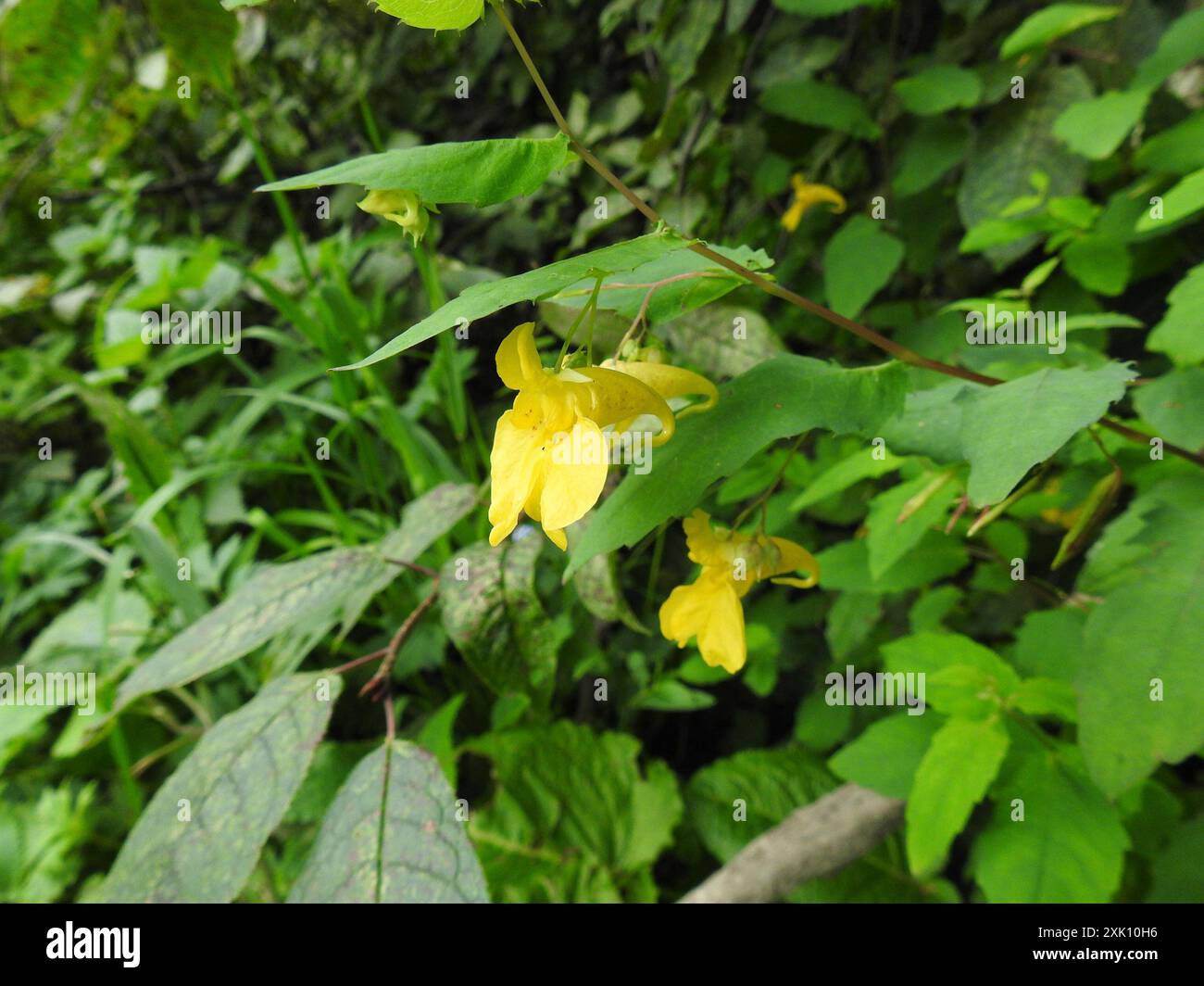 Touch-me-not Balsam (Impatiens noli-tangere) Plantae Stock Photo - Alamy