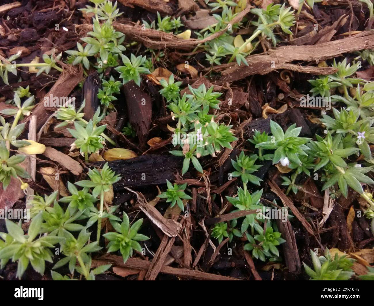 Field madder (Sherardia arvensis) Plantae Stock Photo - Alamy