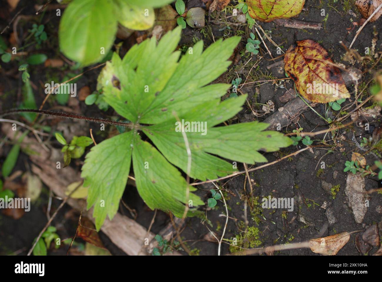 tall thimbleweed (Anemone virginiana) Plantae Stock Photo - Alamy