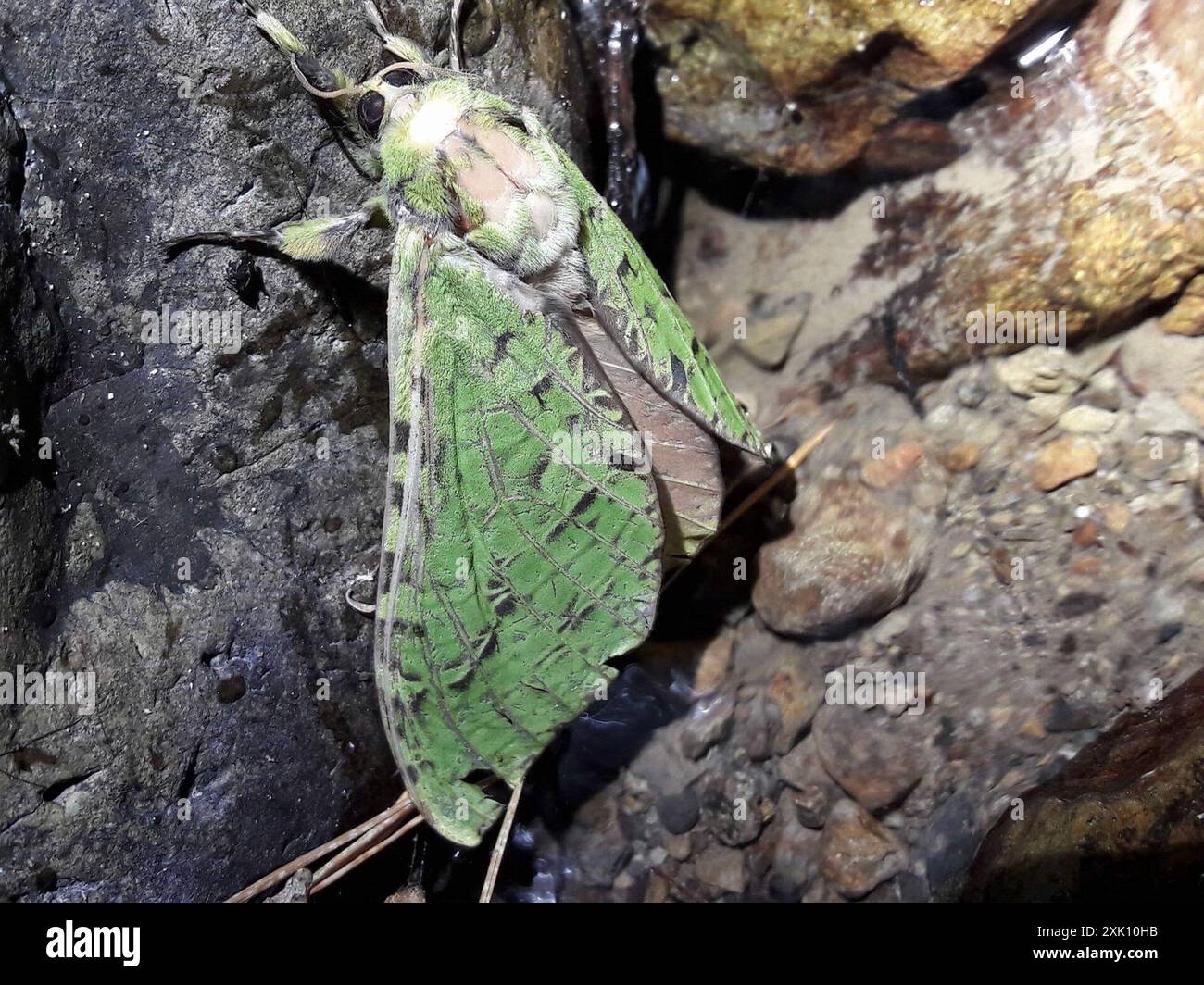 Puriri moth hi-res stock photography and images - Alamy