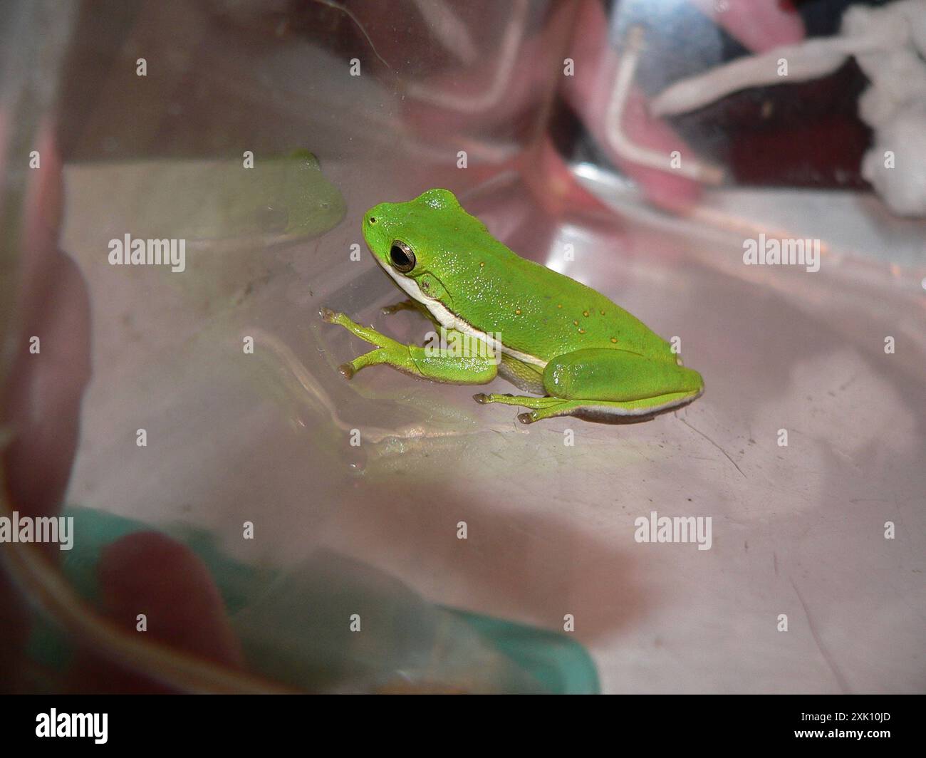 Green Treefrog (Hyla cinerea) Amphibia Stock Photo - Alamy