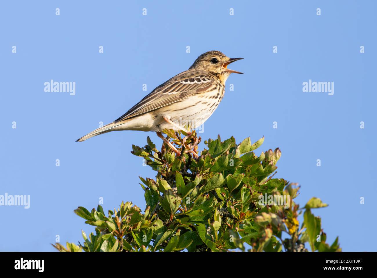 Tree Pipit singing from the top of a tree on Dartmoor Stock Photo - Alamy
