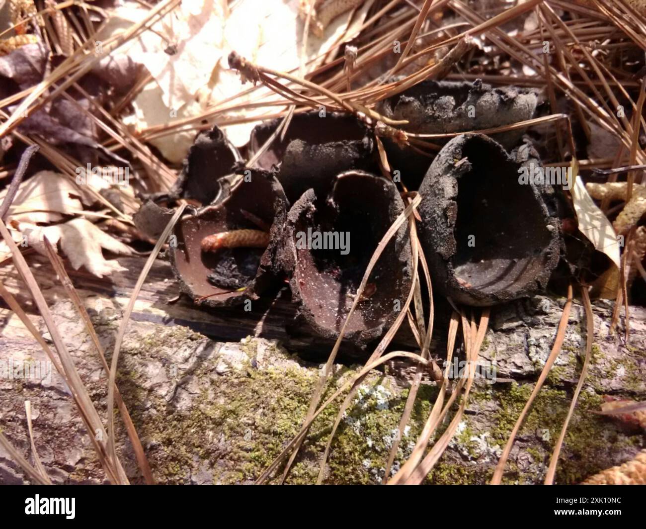 devil's urn (Urnula craterium) Fungi Stock Photo - Alamy