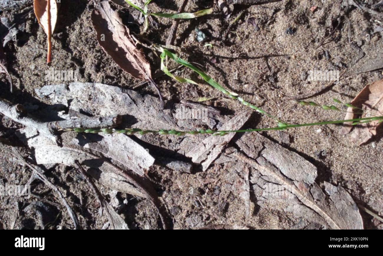 panic veldtgrass (Ehrharta erecta) Plantae Stock Photo - Alamy