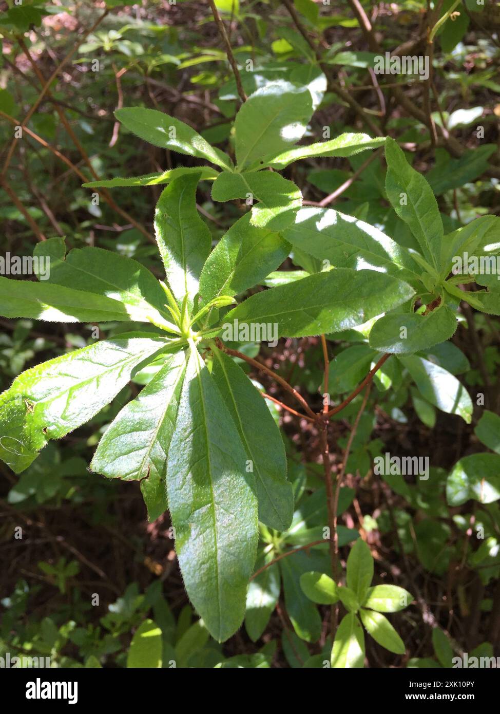 western azalea (Rhododendron occidentale) Plantae Stock Photo - Alamy