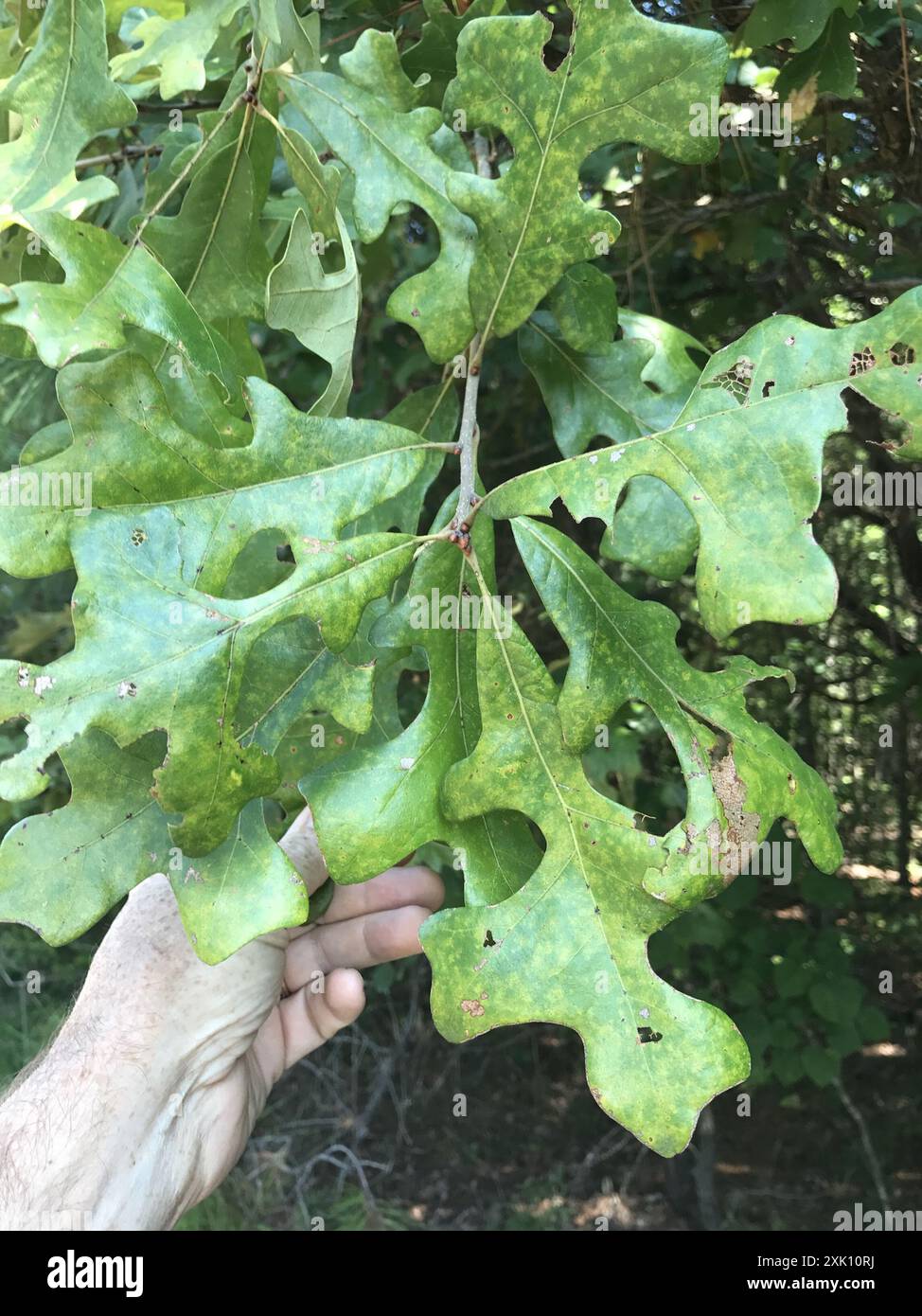 post oak (Quercus stellata) Plantae Stock Photo - Alamy