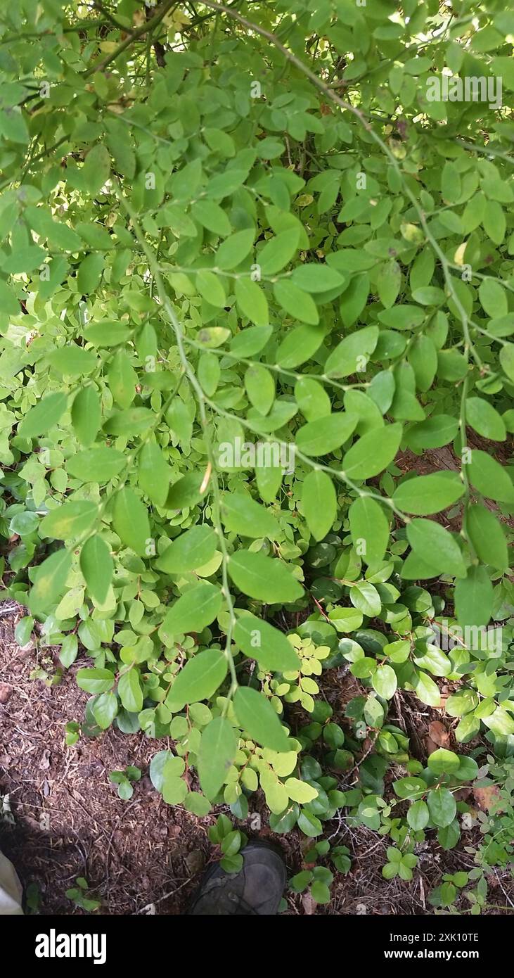 Red Huckleberry (Vaccinium parvifolium) Plantae Stock Photo - Alamy