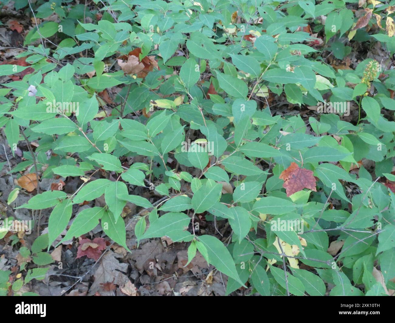 northern bush honeysuckle (Diervilla lonicera) Plantae Stock Photo - Alamy