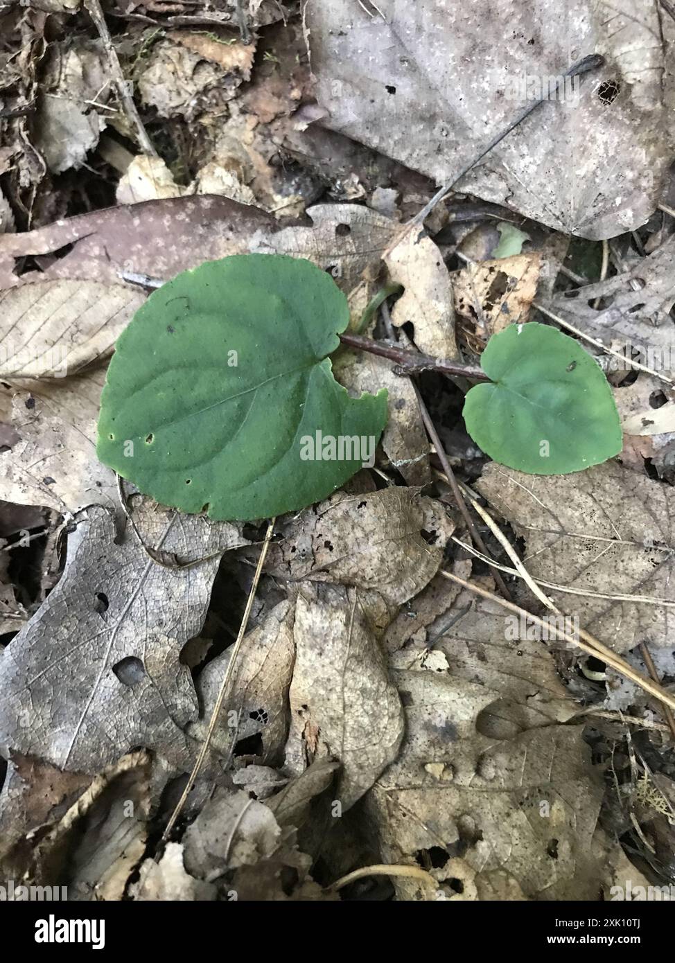 Round-leaved Violet (Viola rotundifolia) Plantae Stock Photo - Alamy