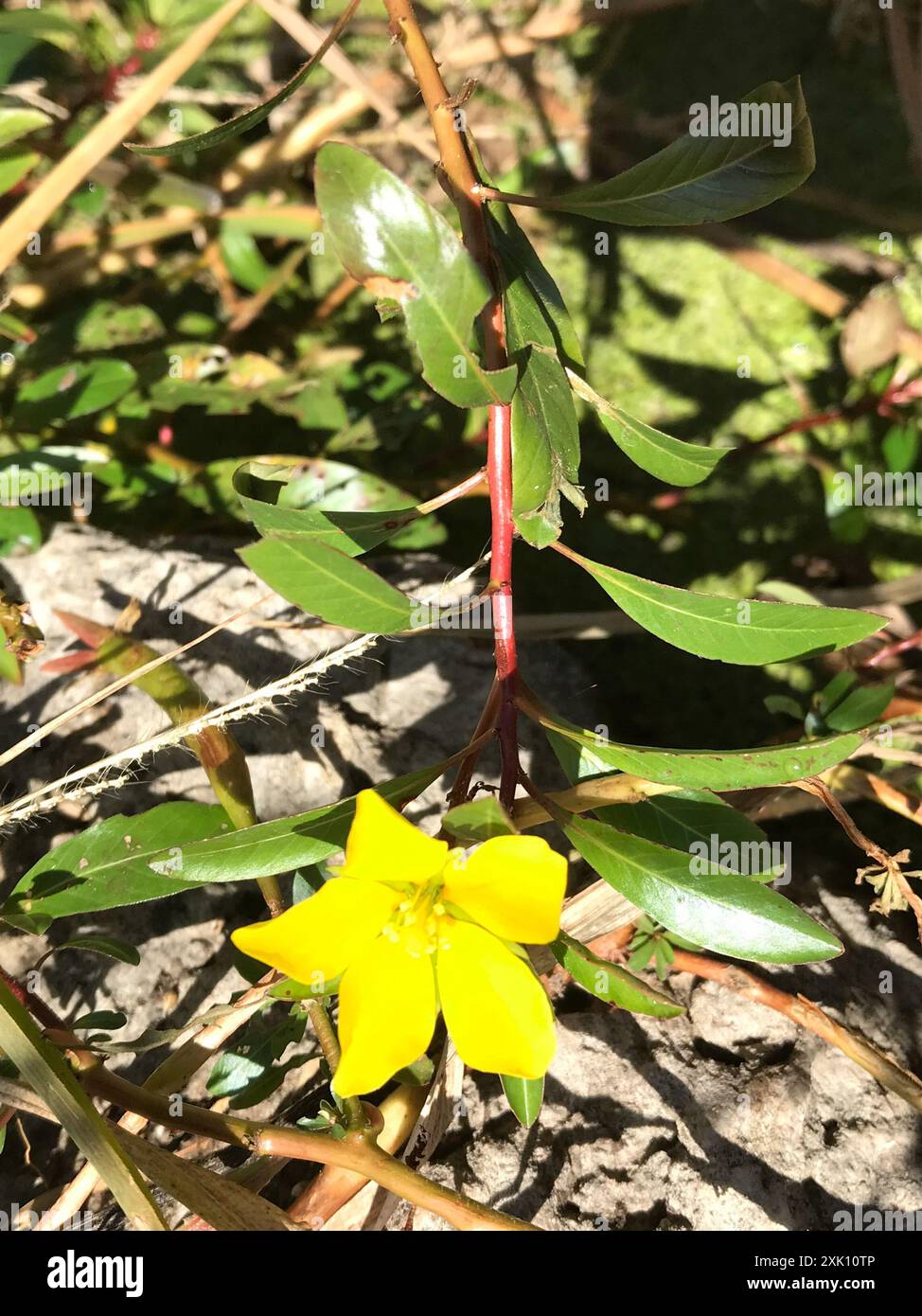 floating primrose-willow (Ludwigia peploides) Plantae Stock Photo - Alamy