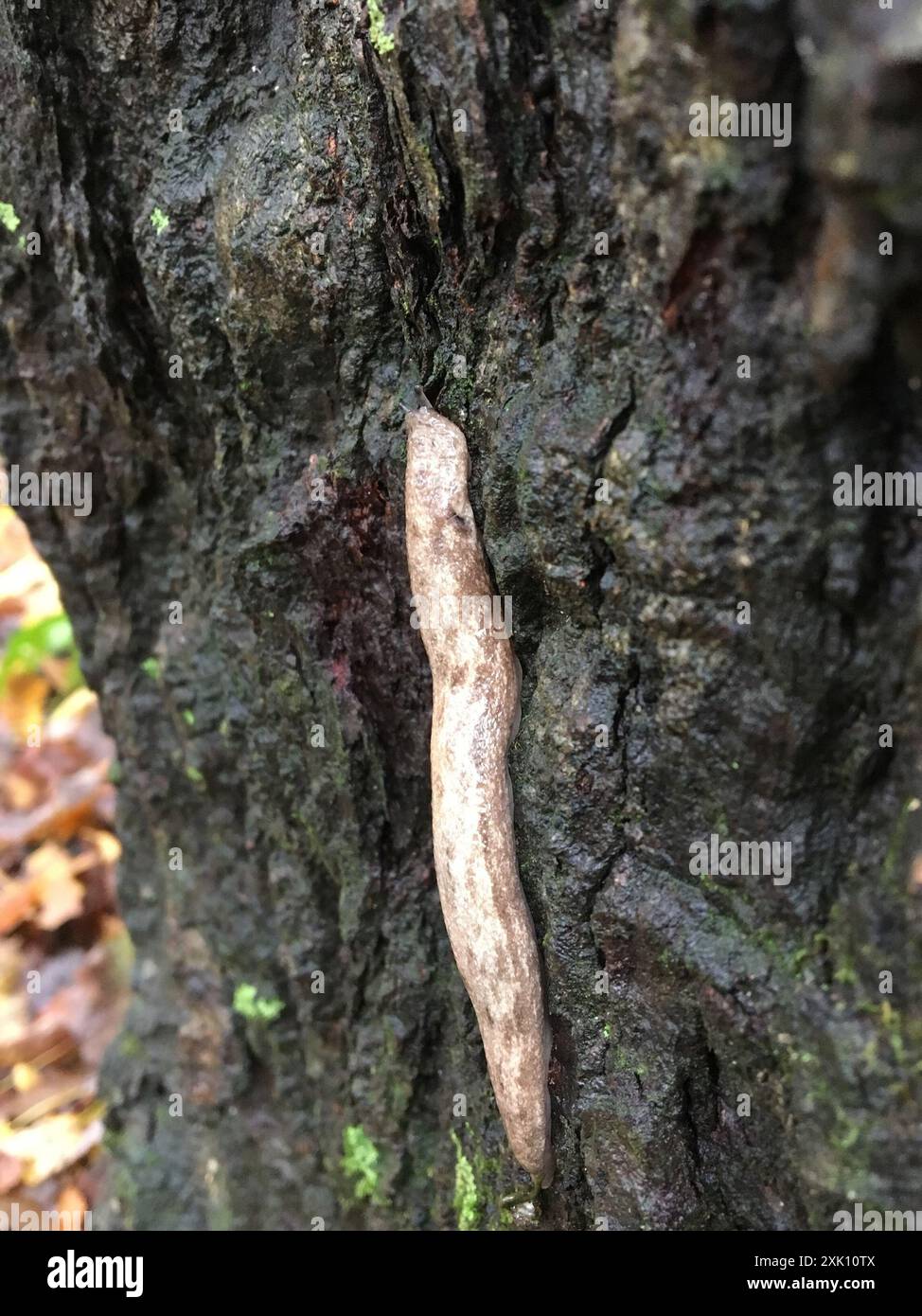 Changeable mantleslug hi-res stock photography and images - Alamy