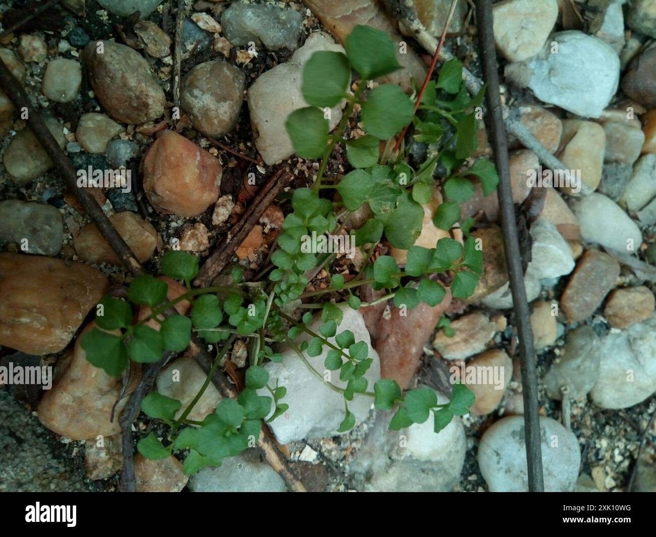 Bittercresses and Toothworts (Cardamine) Plantae Stock Photo - Alamy