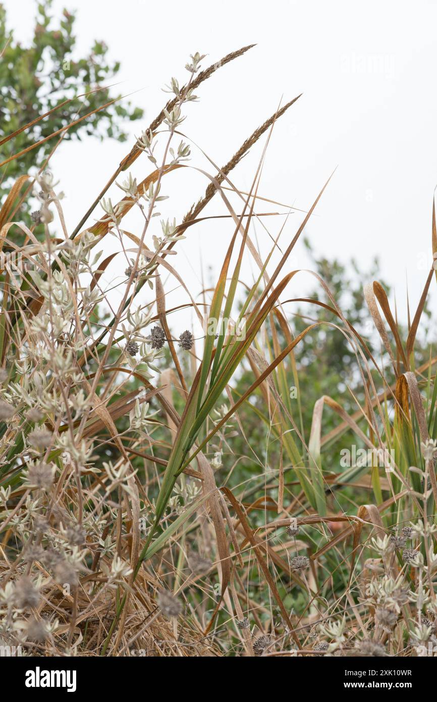 giant wild rye (Leymus condensatus) Plantae Stock Photo - Alamy