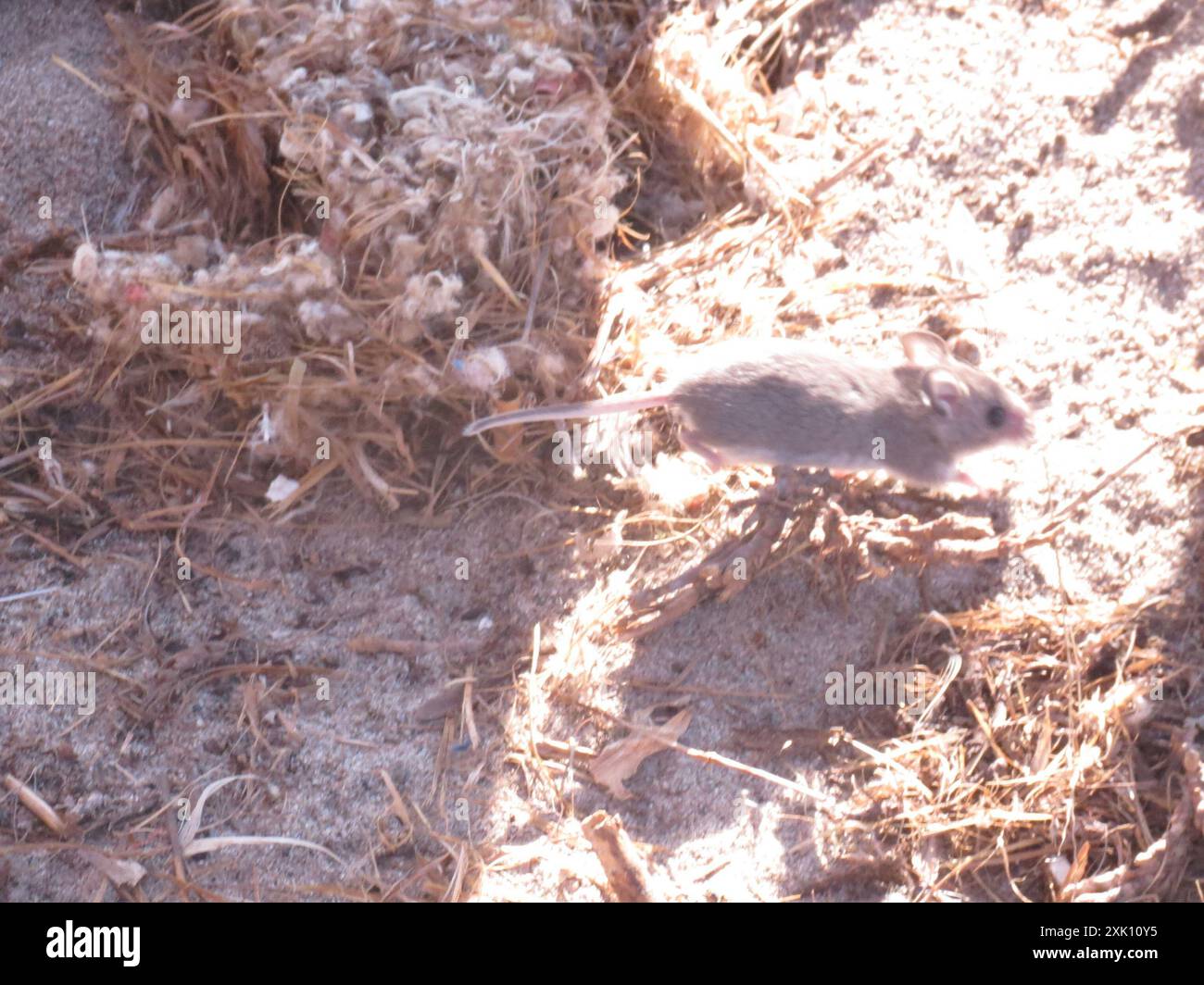 North American Deer Mice (Peromyscus) Mammalia Stock Photo - Alamy