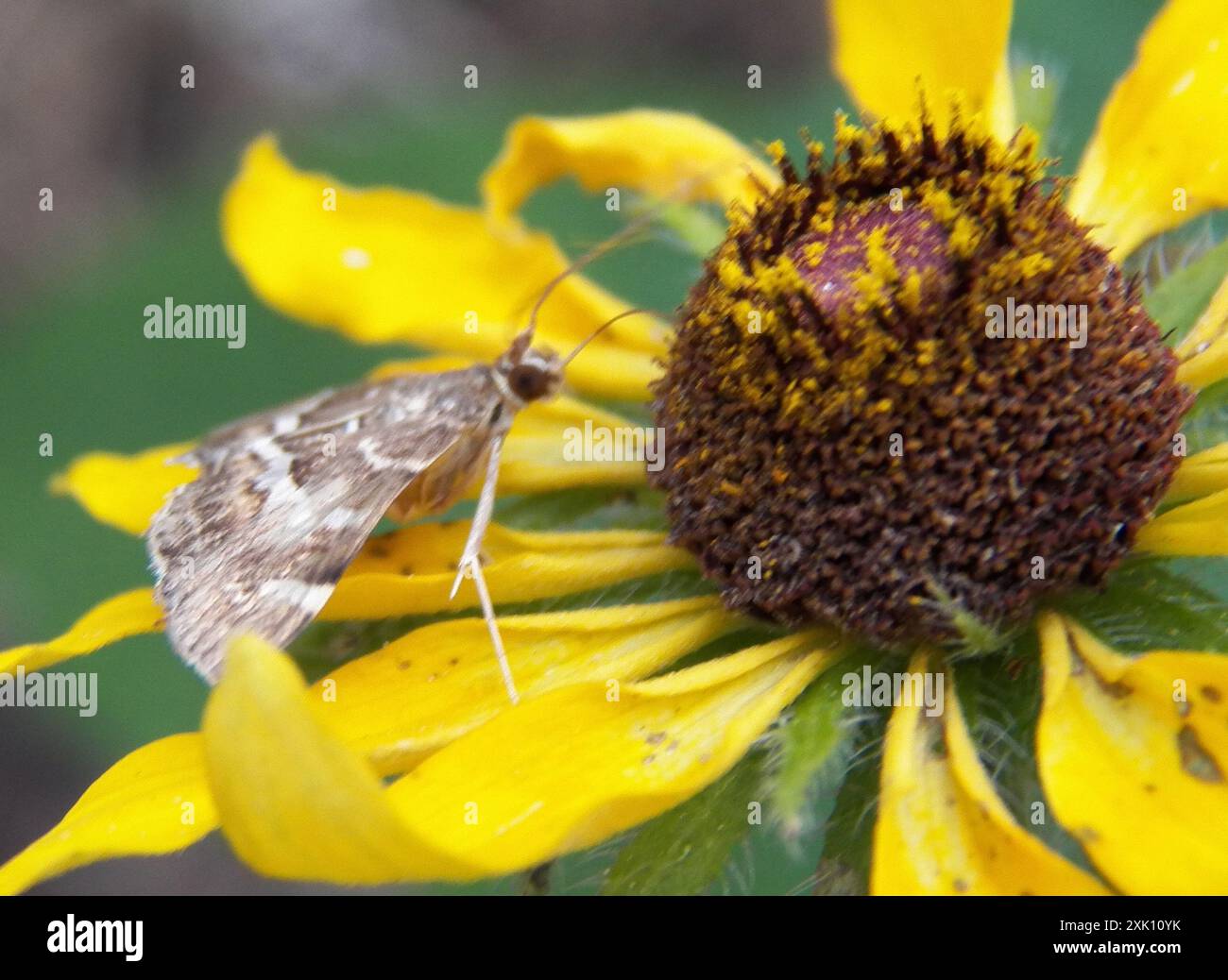 Spotted Beet Webworm Moth (Hymenia perspectalis) Insecta Stock Photo ...