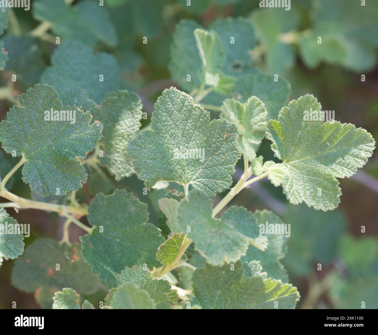 currants and gooseberries (Ribes) Plantae Stock Photo - Alamy