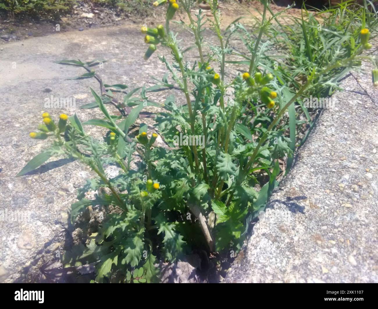 common groundsel (Senecio vulgaris) Plantae Stock Photo - Alamy