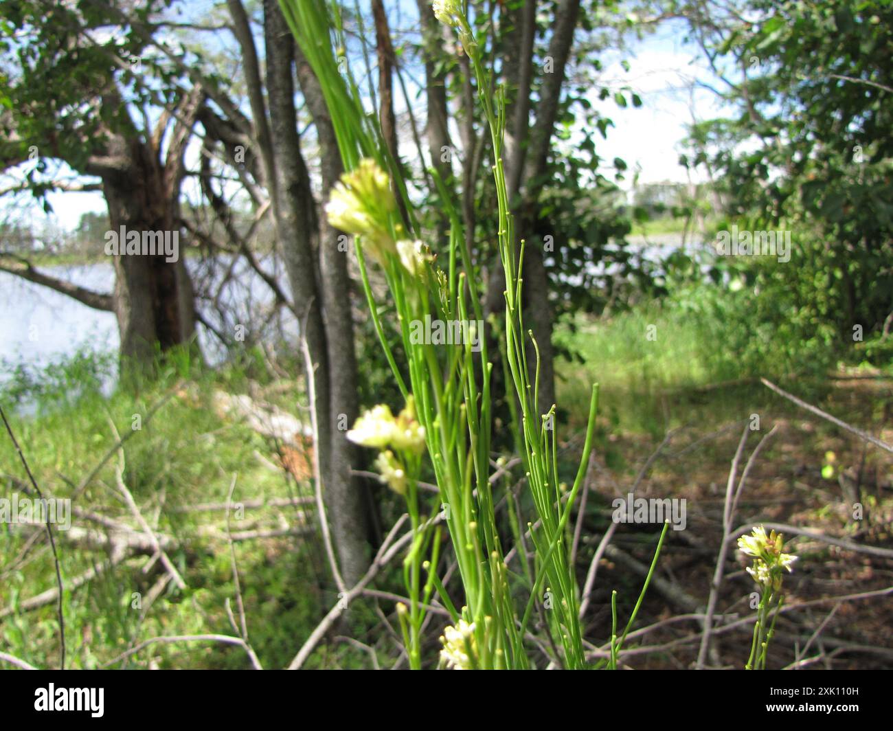 Tower Mustard (Turritis glabra) Plantae Stock Photo - Alamy