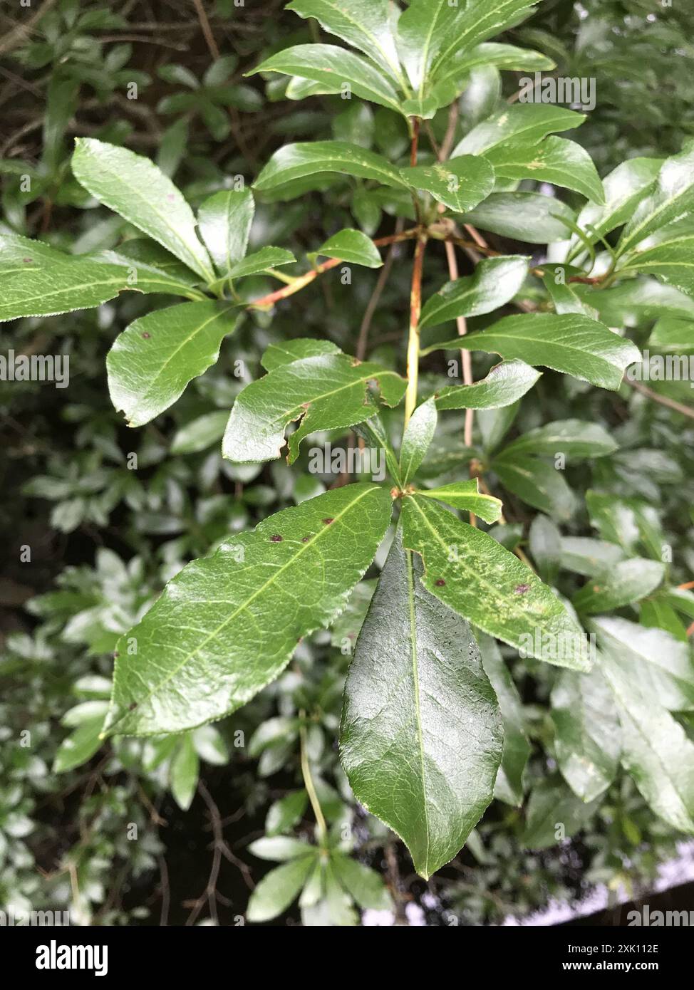 Smooth Azalea (Rhododendron arborescens) Plantae Stock Photo - Alamy