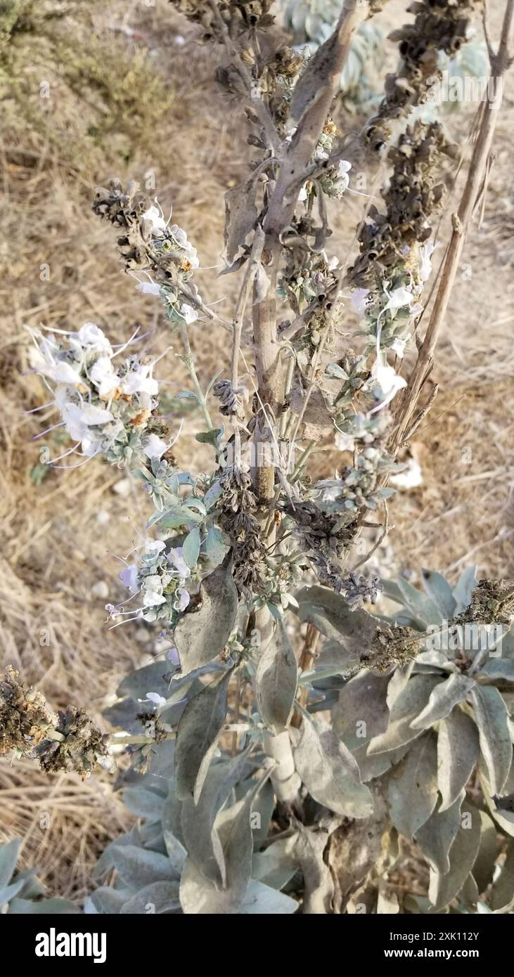 white sage (Salvia apiana) Plantae Stock Photo - Alamy