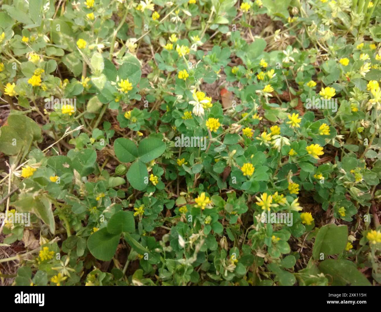 hop trefoil (Trifolium campestre) Plantae Stock Photo - Alamy