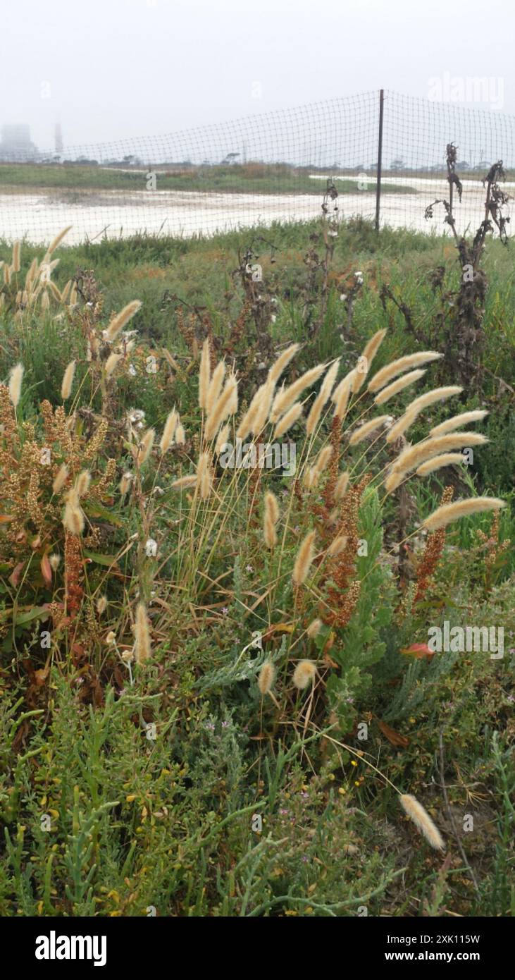rabbitfoot grass (Polypogon monspeliensis) Plantae Stock Photo - Alamy