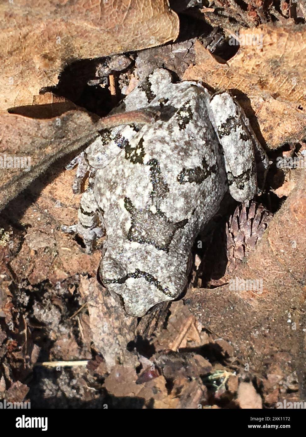 Holarctic Treefrogs (Hyla) Amphibia Stock Photo - Alamy