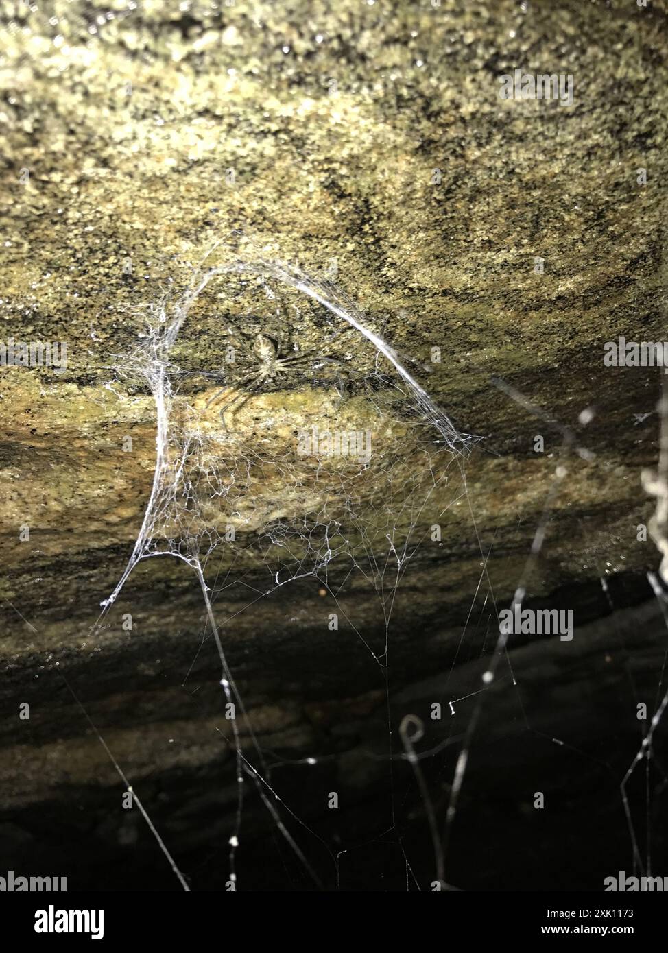 Lampshade spider hi-res stock photography and images - Alamy